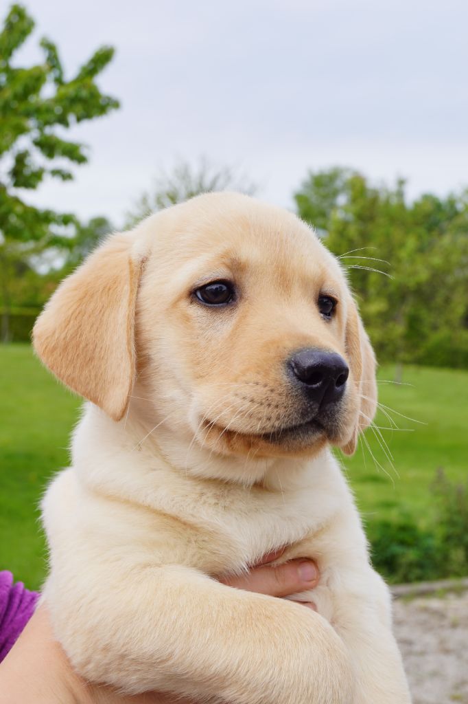 Accueil - Elevage du verger de la placette - eleveur de chiens Labrador ...
